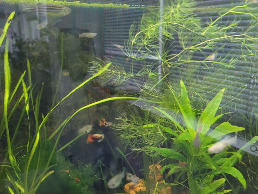 Гуппи,креветки