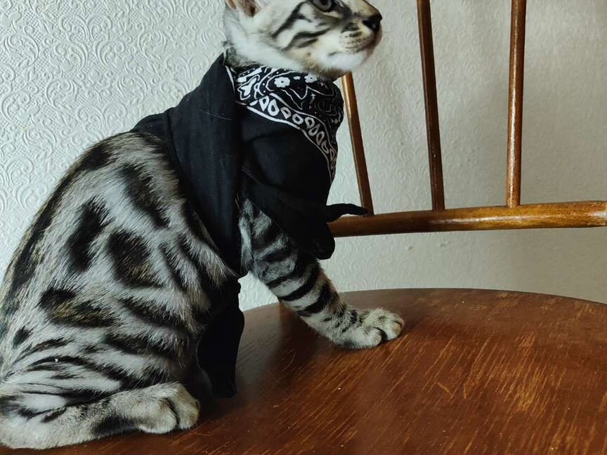 Бенгальские котята