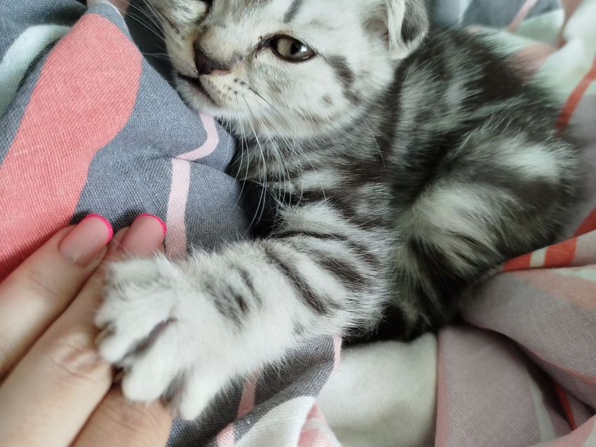 Шотландские прямоухие котята