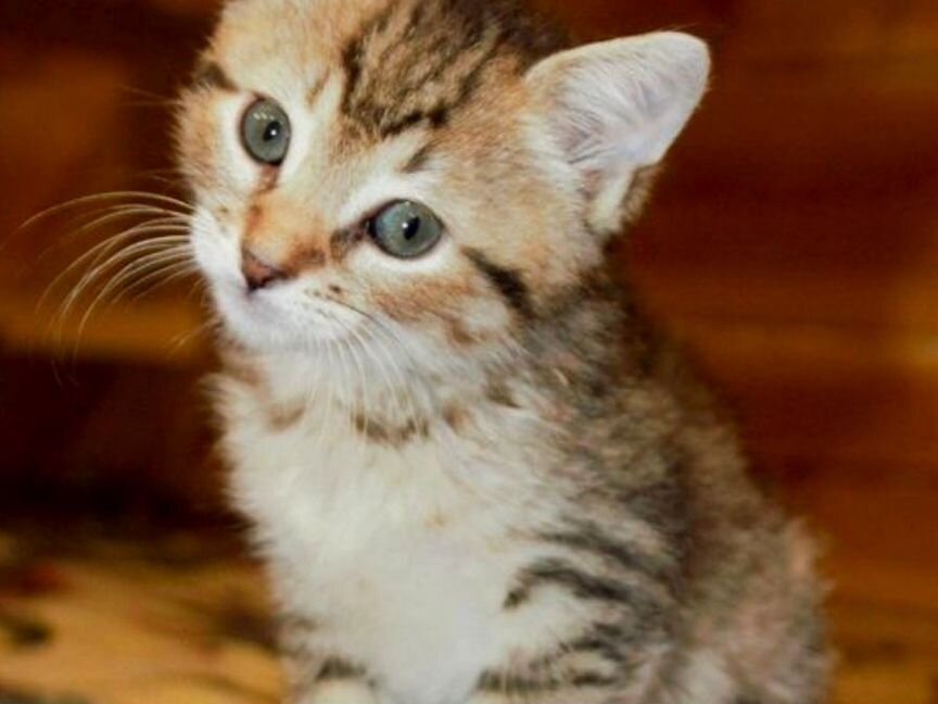 Котенок в добрые руки