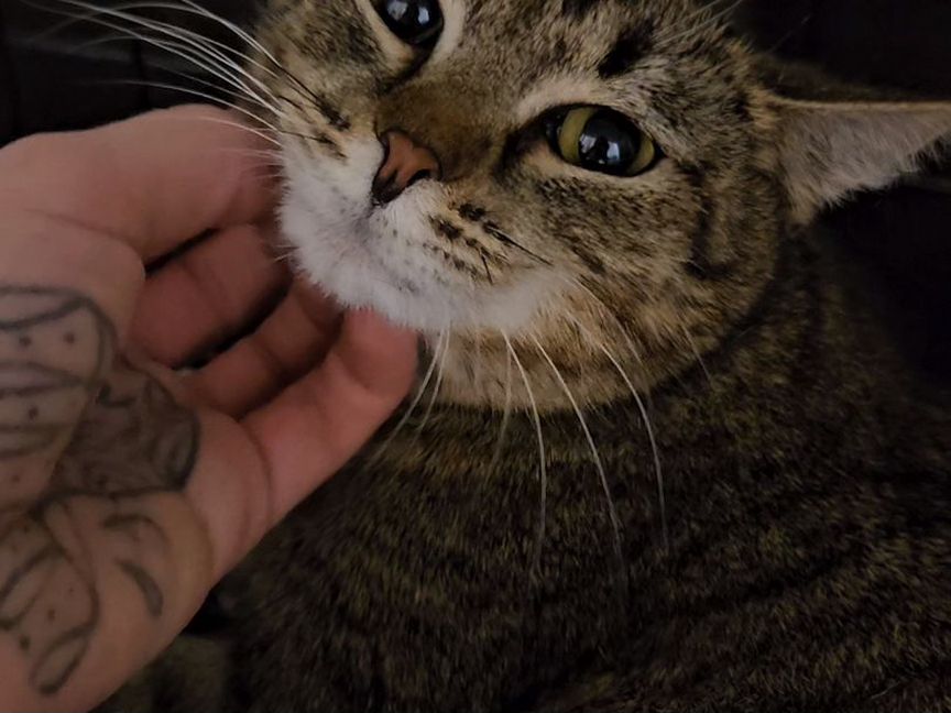 Ласковая кошка