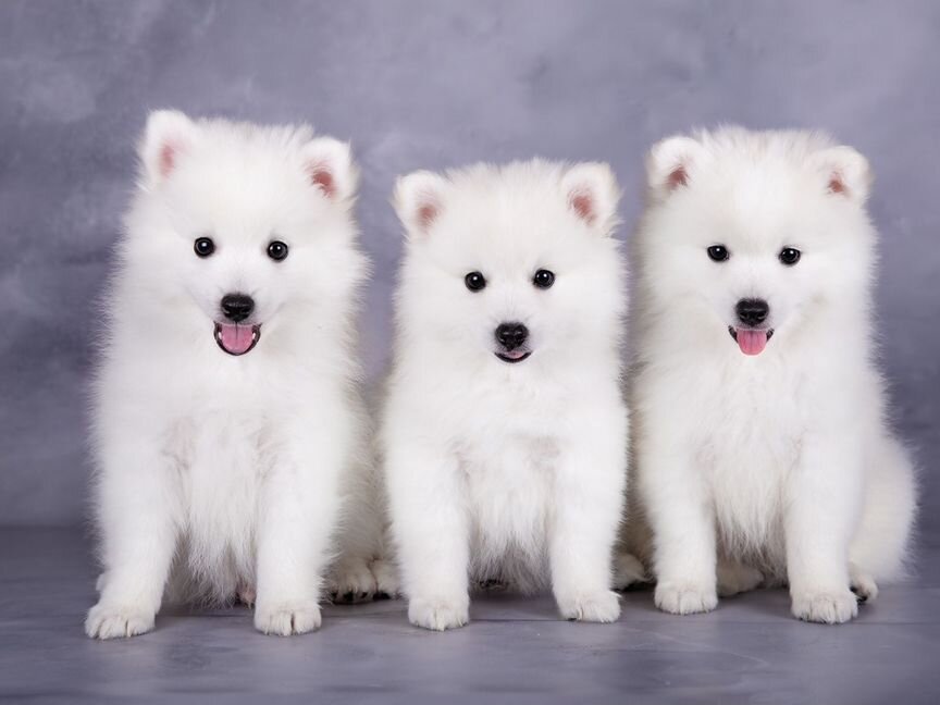 Щеночки белоснежного Японского щпица