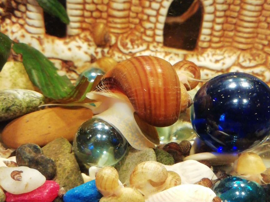 Улитки аквариумные ампулярии