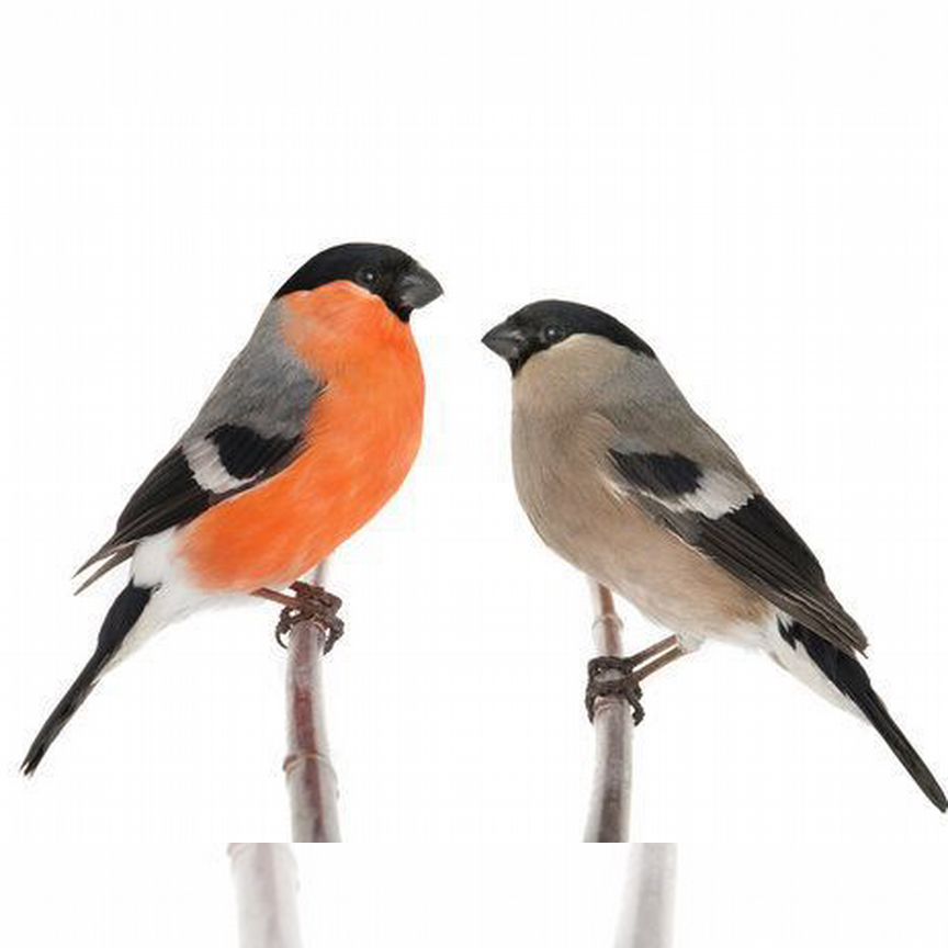 Певчие птицы