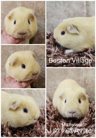 Морская свинка мальчик