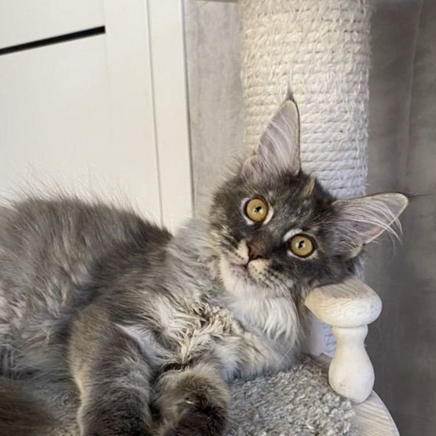 Воздушная красавица Мейн-кун