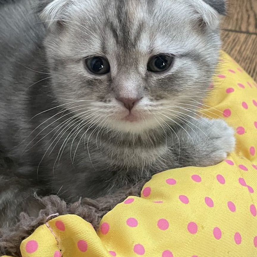 Шотландские котята