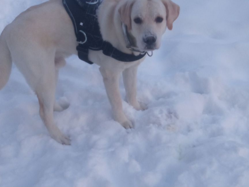 Вязка собак лабрадор