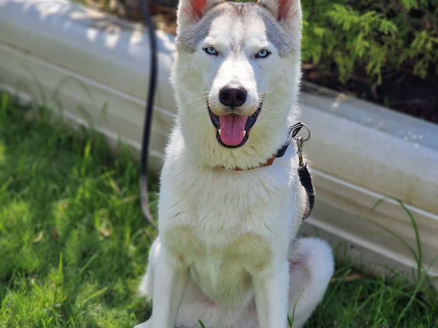 Голубоглазый хаски в добрые руки