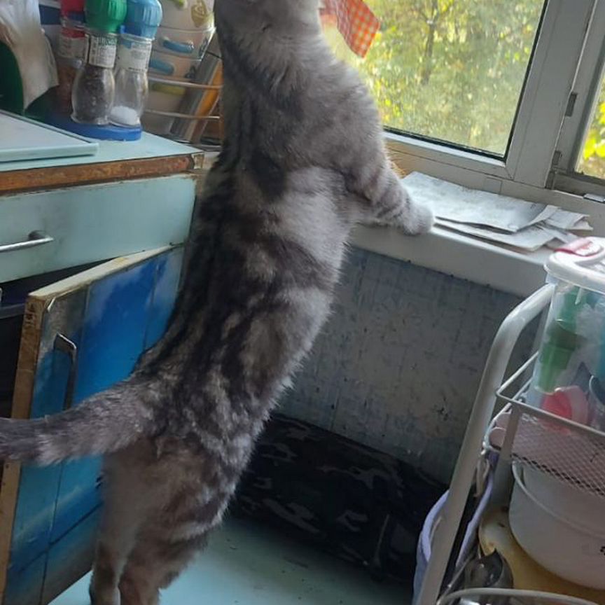 Кошечка шотландская ищет любящую семью