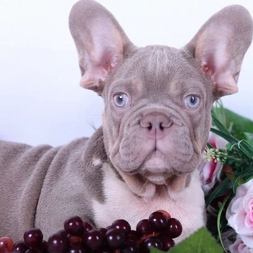 Французский бульдог, щенок