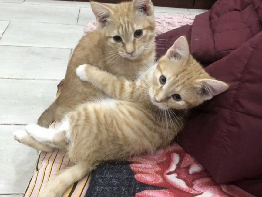 Котята в добрые руки