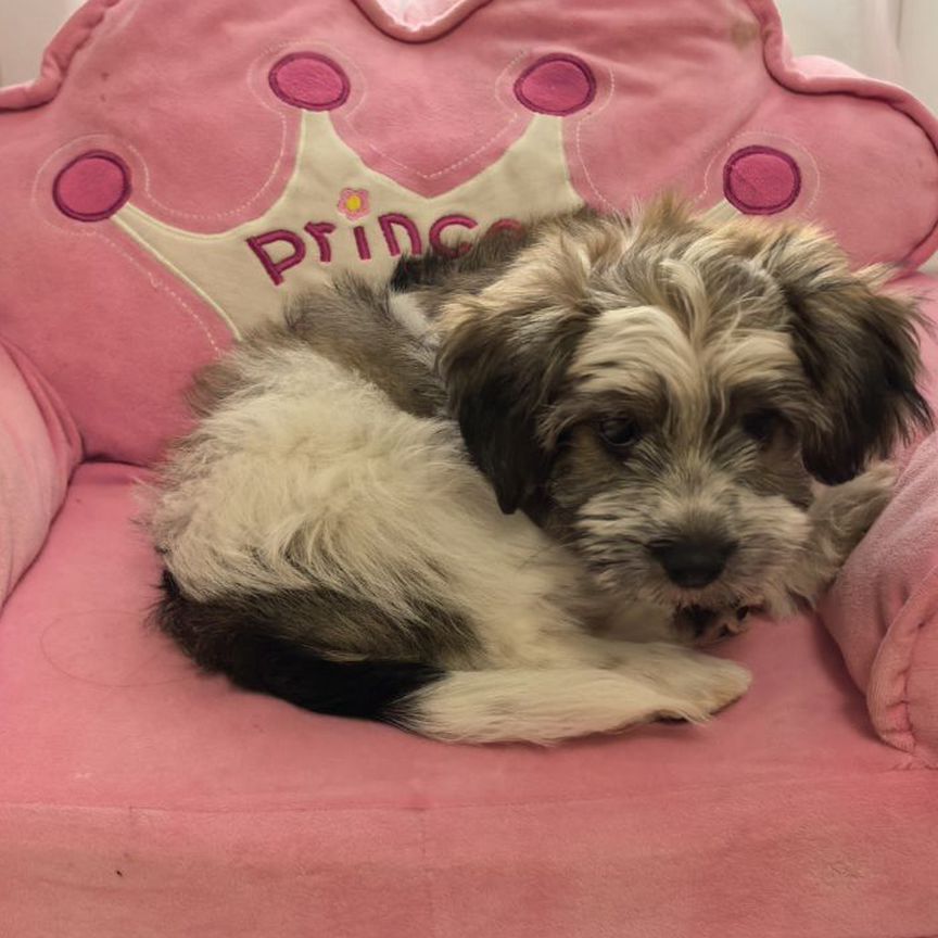 Бивер-йоркширский терьер, щенок