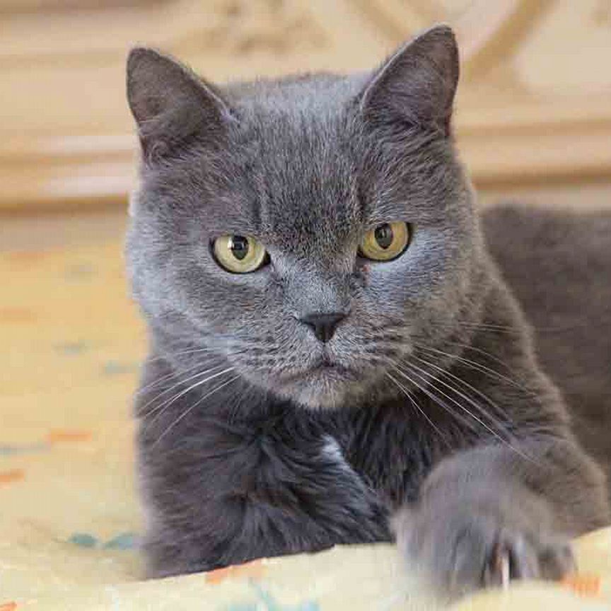 Невероятно ласковый кот Саймон
