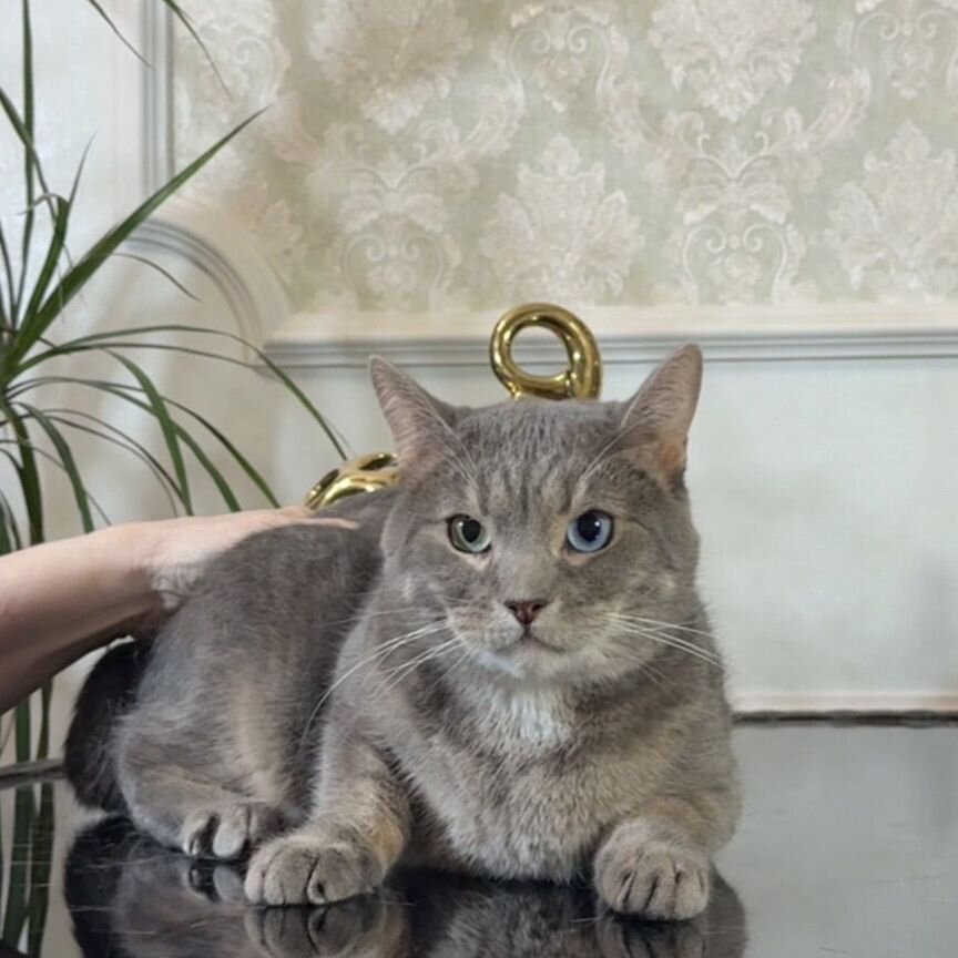Алтайский разноглазый мальчик