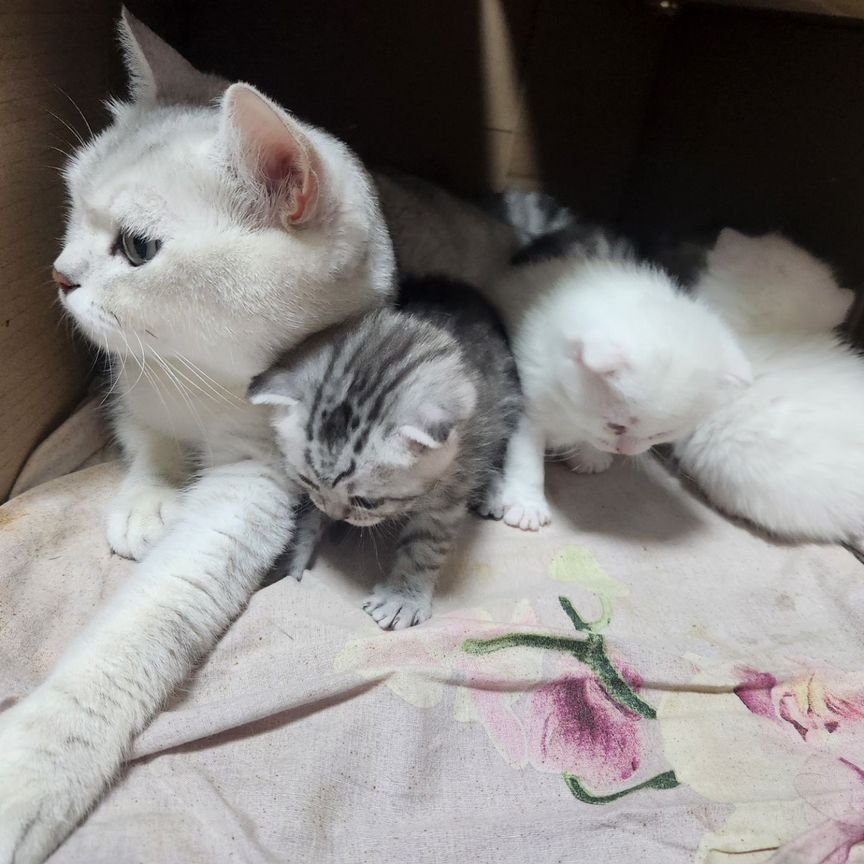 Шотландские котята