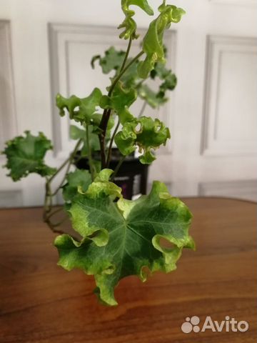 Hedera Pink and Curly купить в Москве | Товары для дома и дачи | Авито