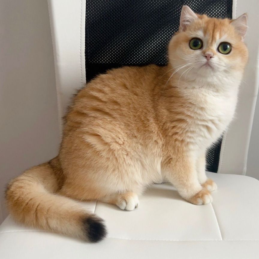 Британская короткошёрстная, взрослая кошка