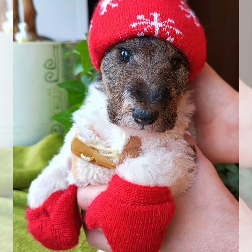 Щенки фокстерьера
