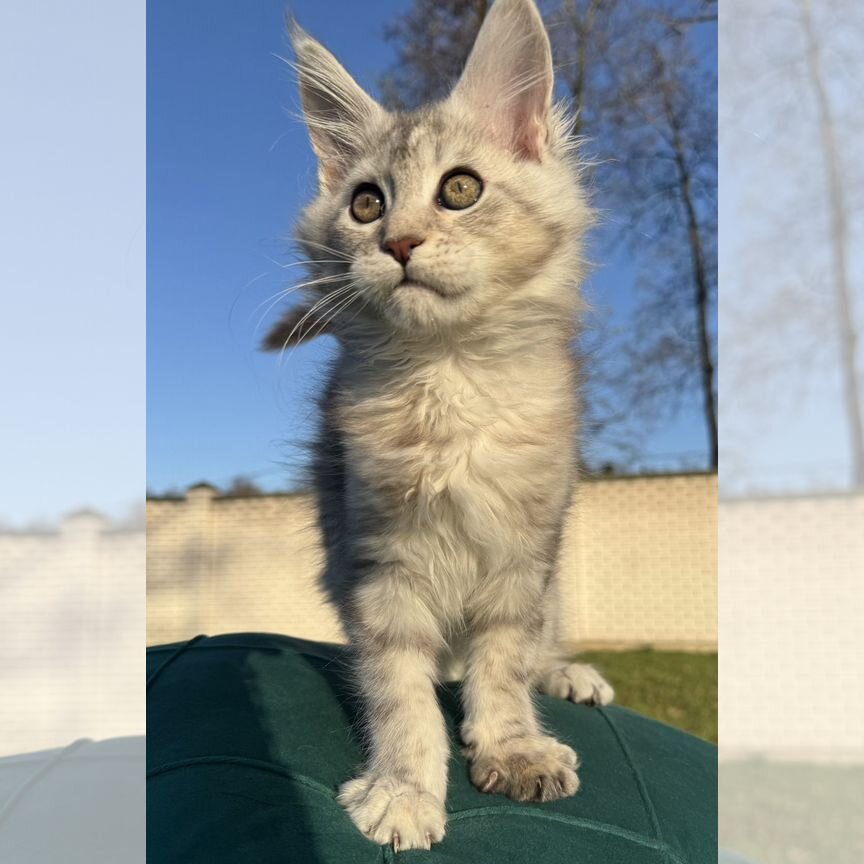 Мейн-кун котёнок