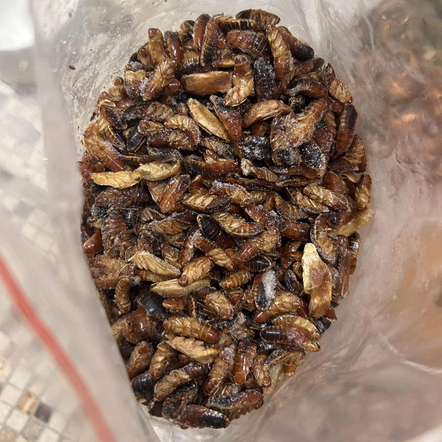 Туркменские тараканы