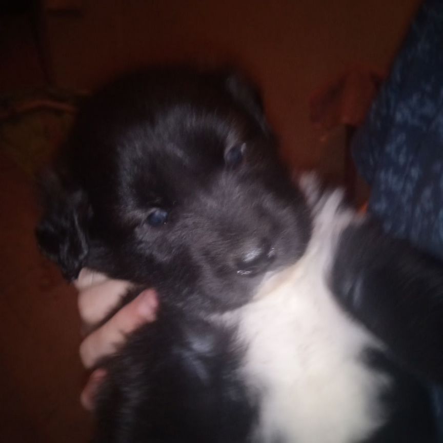 Щенки помесь алабай