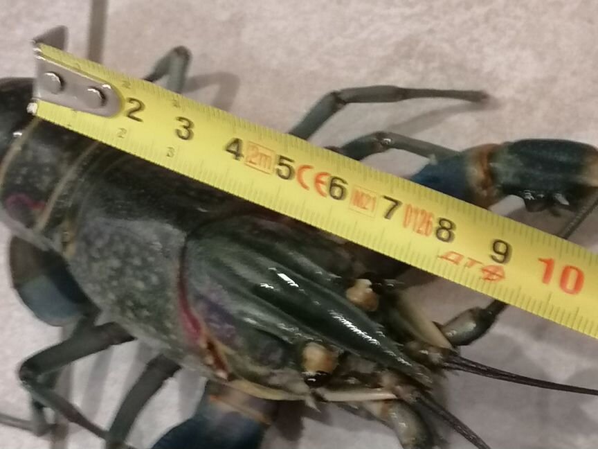 Красноклешневый австралийский рак