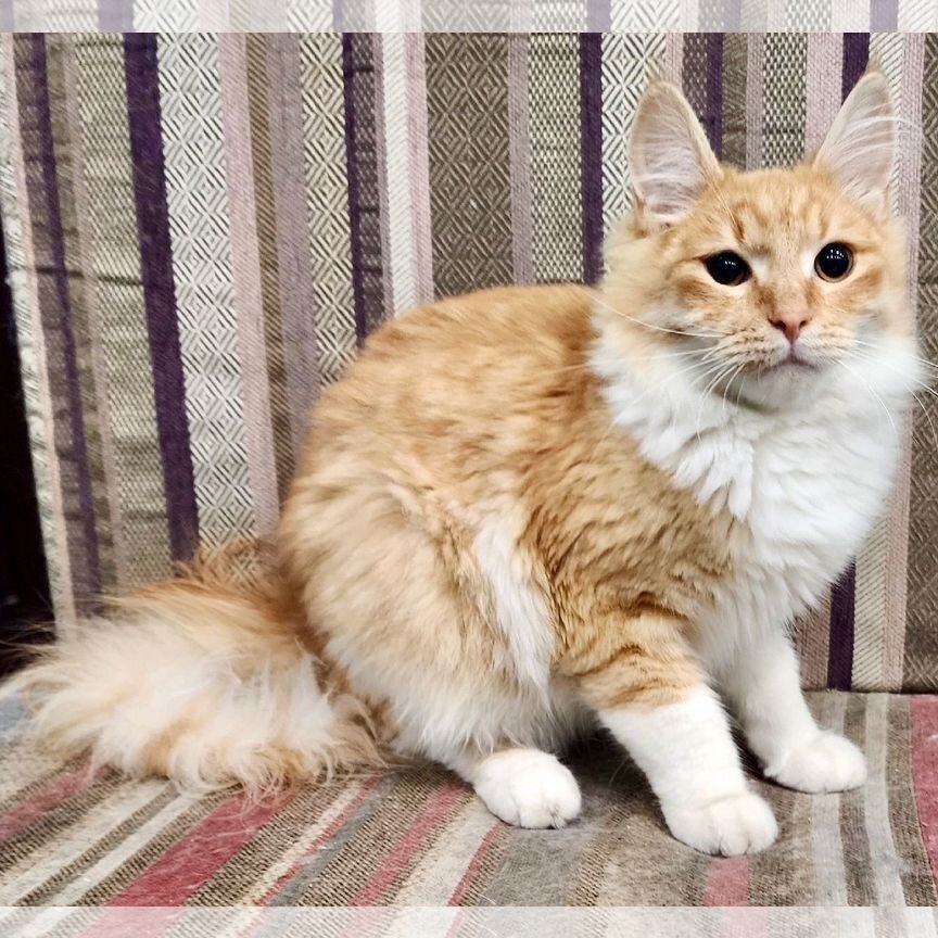 Красавец котик ищет дом