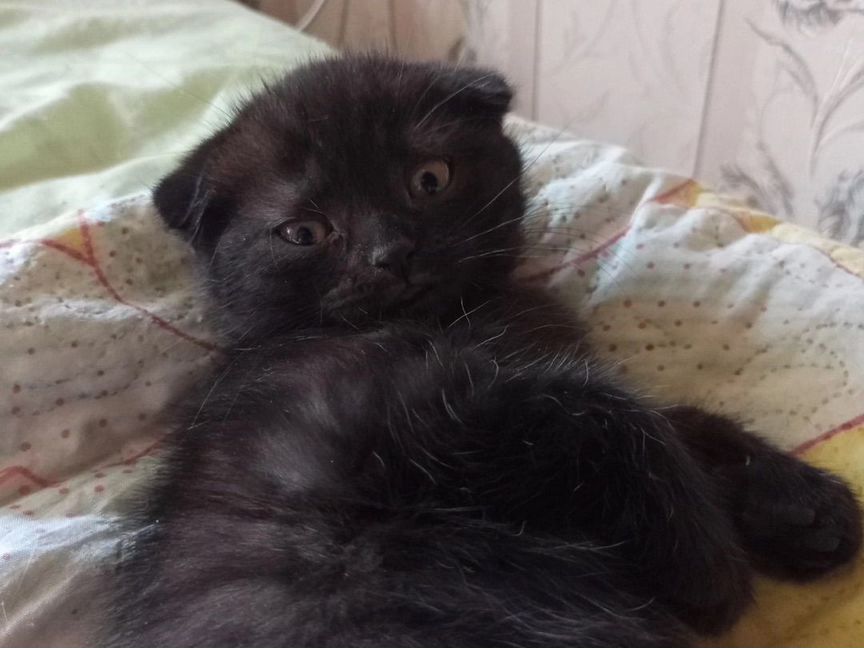 Продам котёнка
