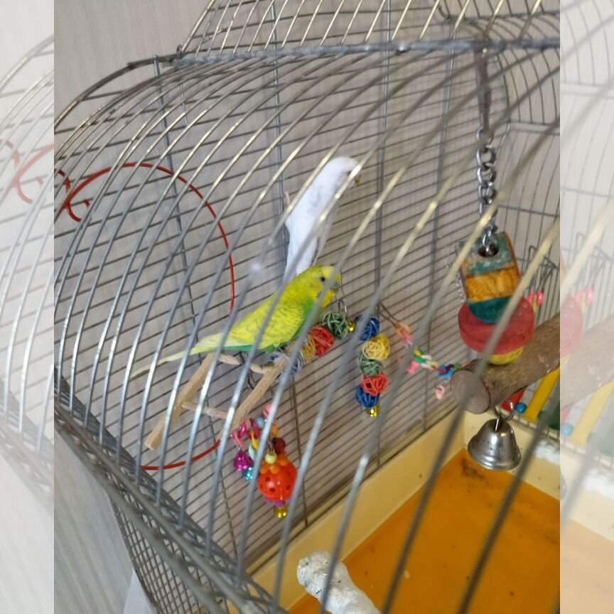 Пара волнистых попугаев с клеткой