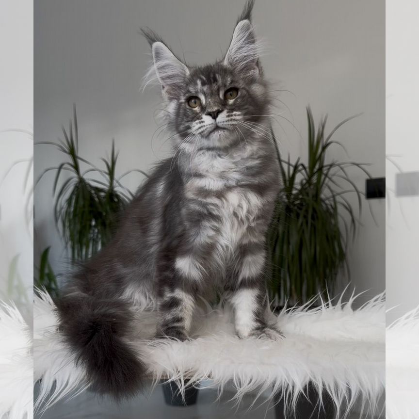 Мейн-кун котёнок