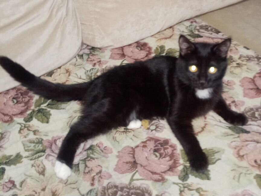 Найдена черная кошка