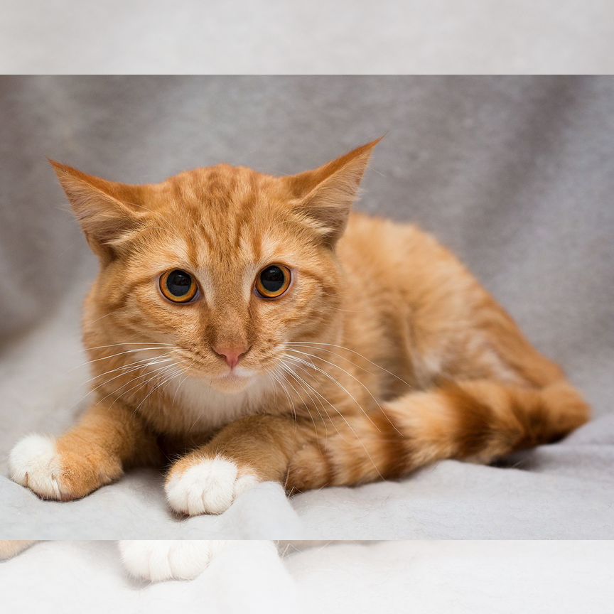 Кузенька добрый и ласковый 6 месяцев