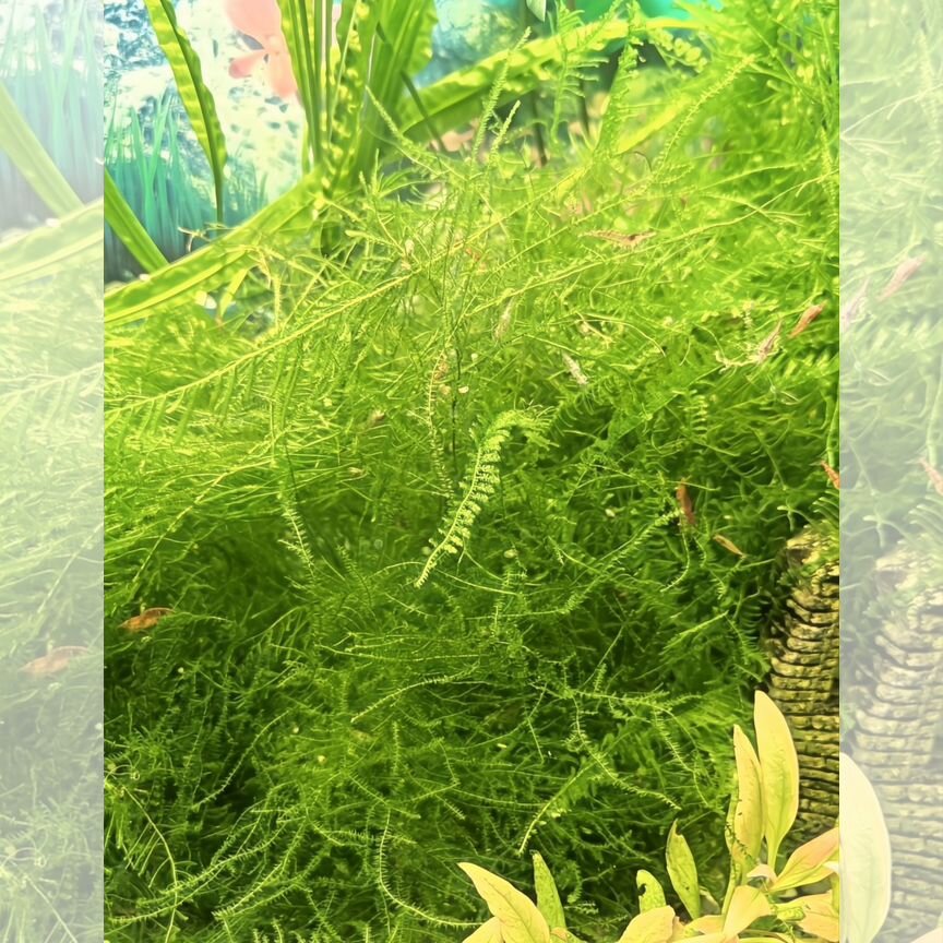 Яванский мох для аквариума