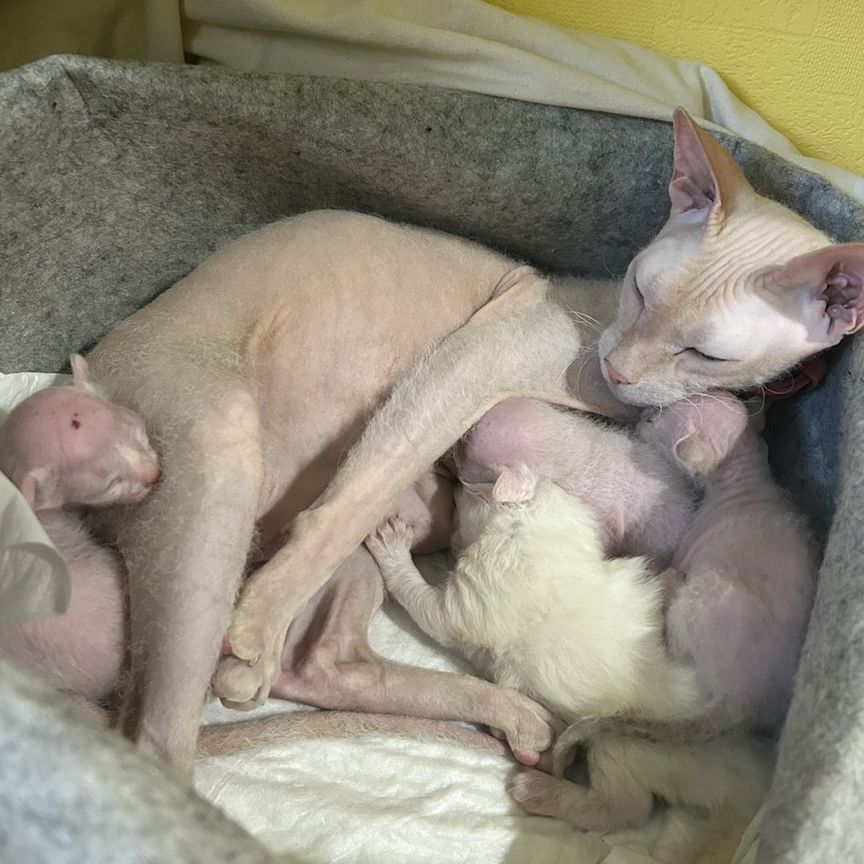 Донской сфинкс котята