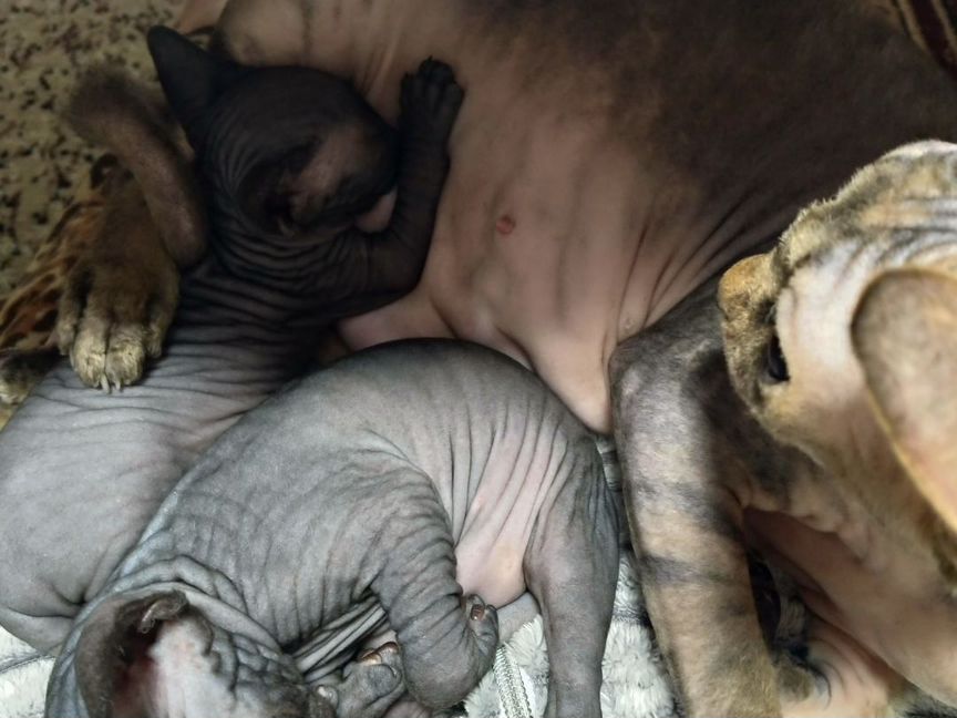 Канадский сфинкс котенок девочка