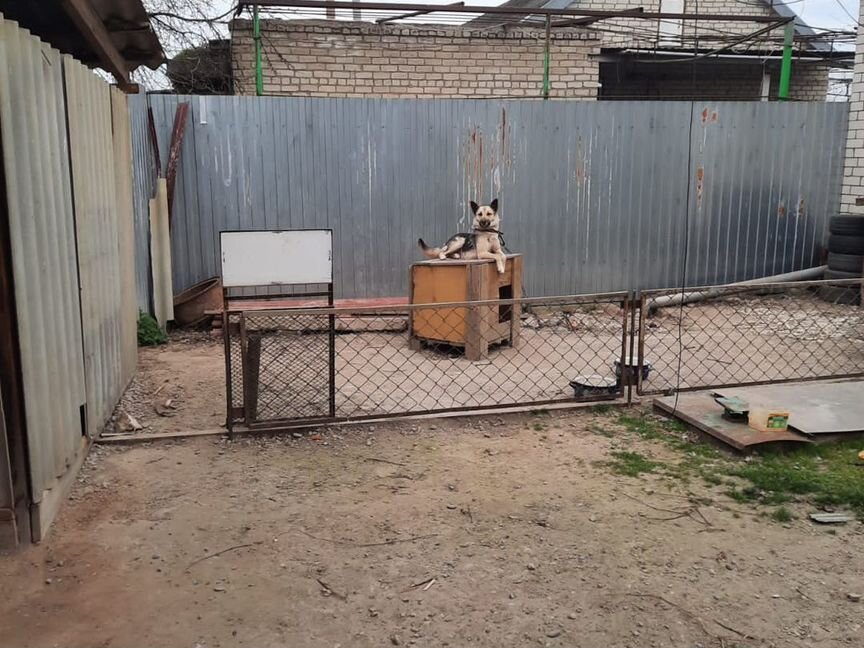 Отдам в добрые руки европейскую Овчарку