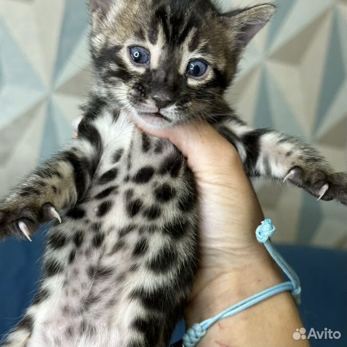 Мальчик уголь из питомника