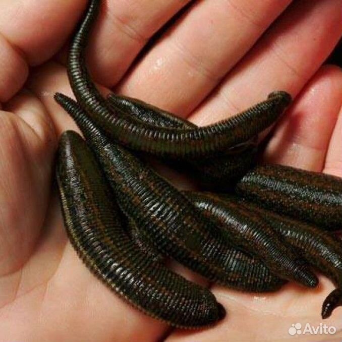 Пиявка медицинская