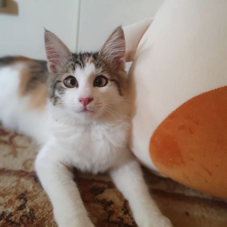 Нежный и озорной котёнок в добрые руки