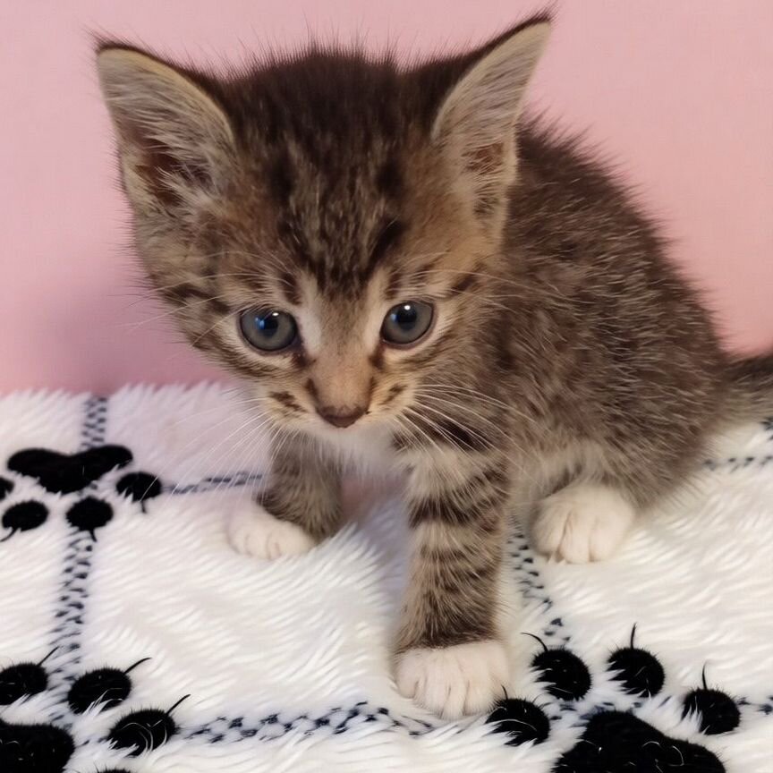 Котёнок в добрые руки