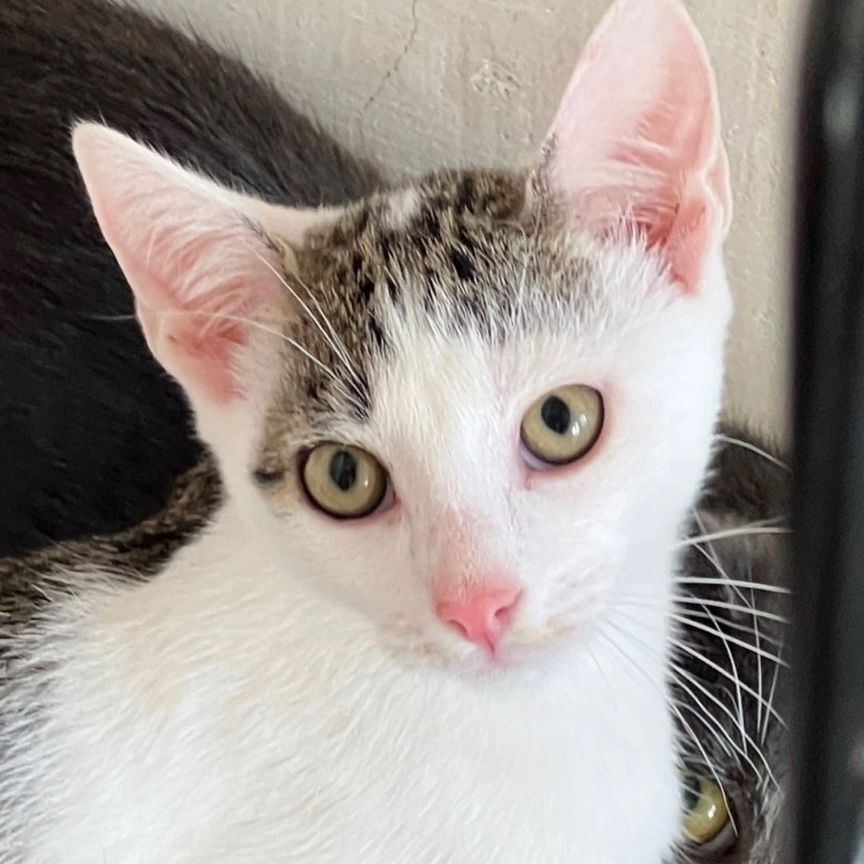 Котенок всё детство в приюте