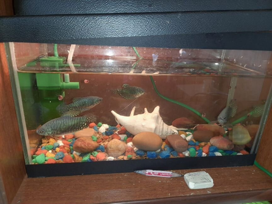 Аквариумные рыбки