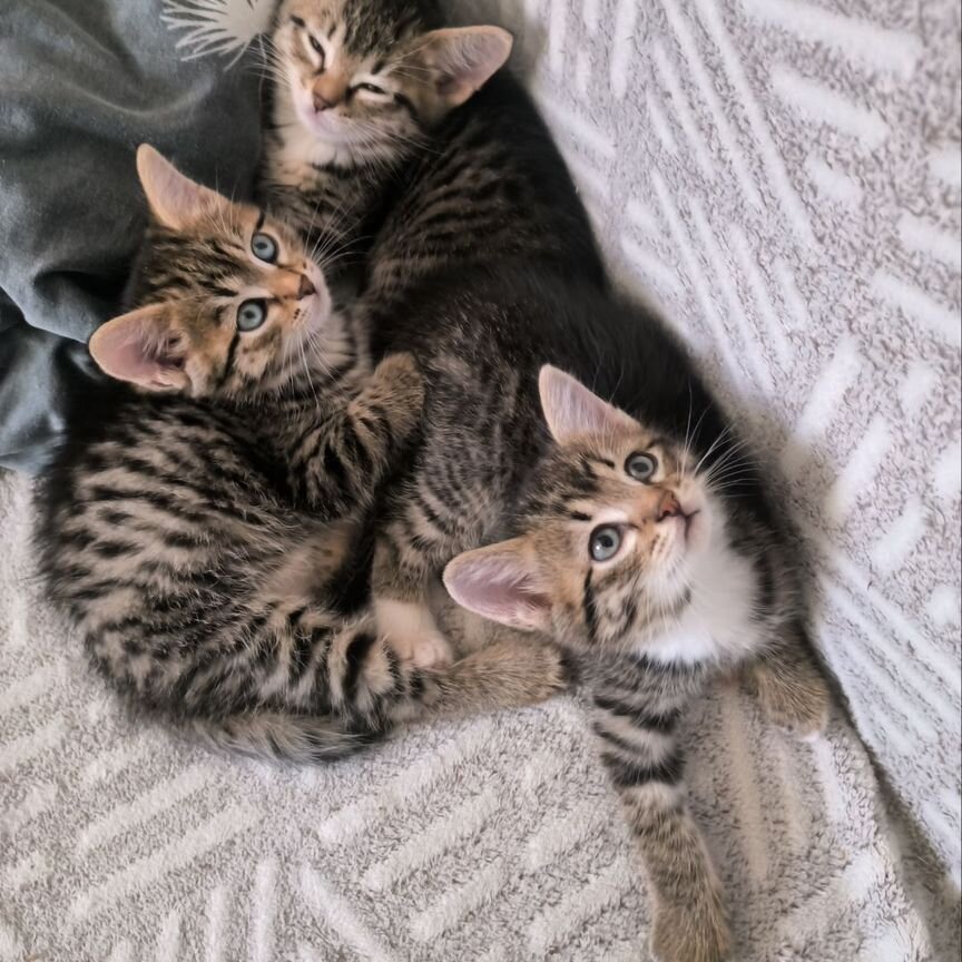 Табби котята