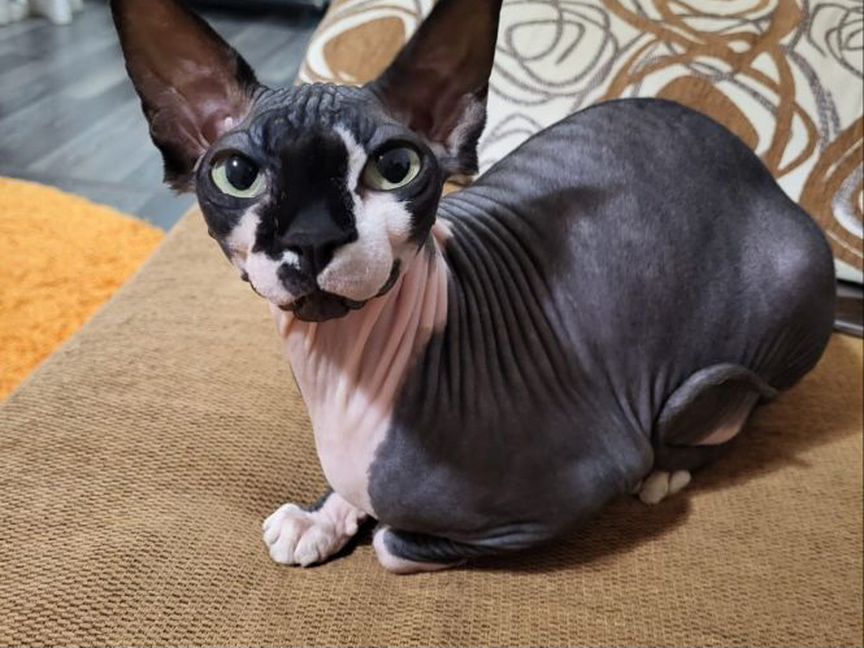 Канадский сфинкс