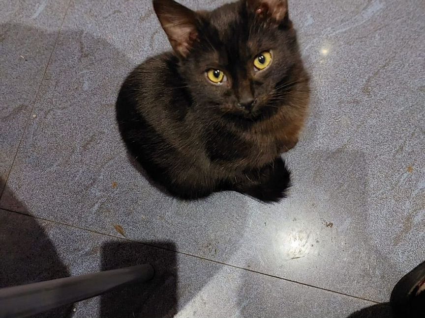 Метис бомбейский кот