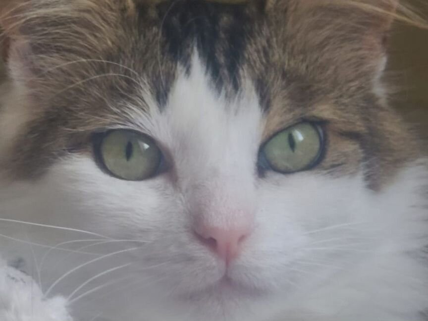 Отдам кошку в добрые руки