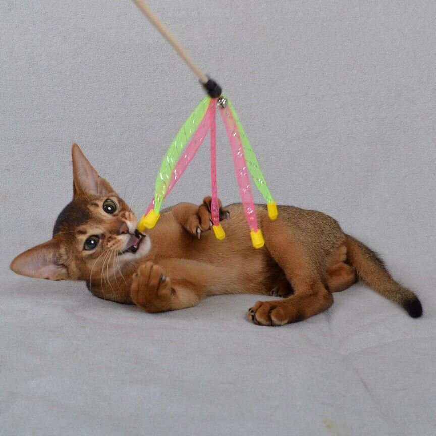 Абиссинские котята