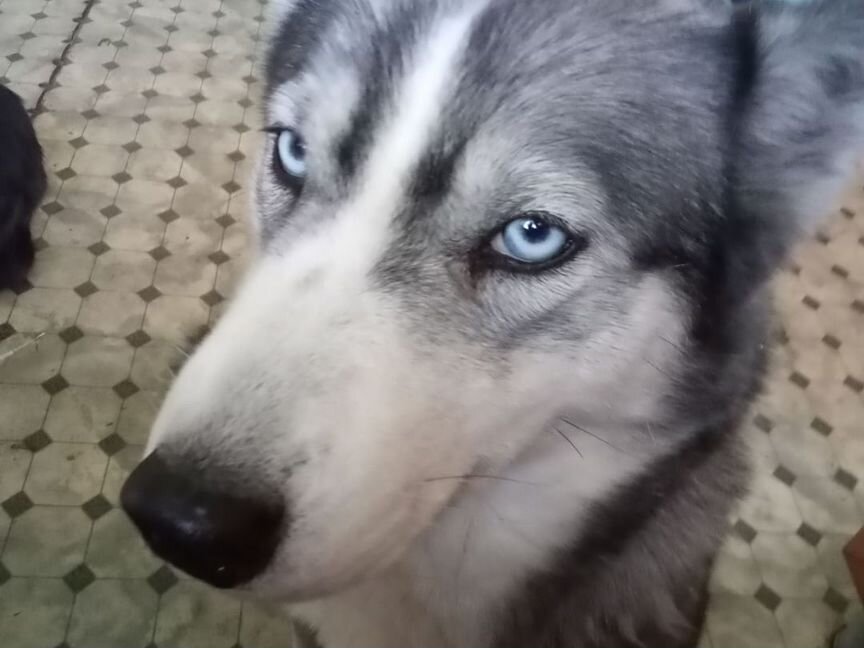 Сибирский хаски