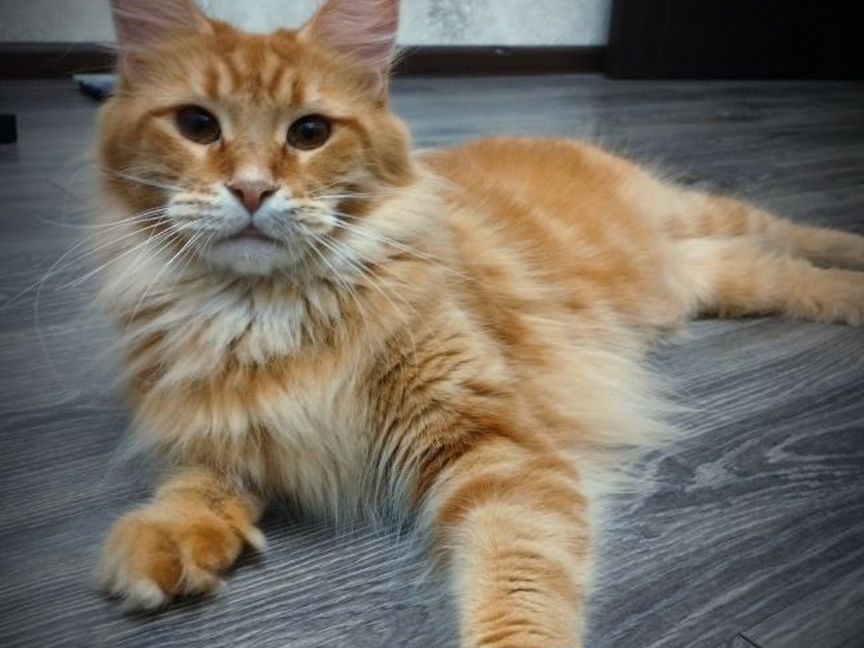 Ищем жениха